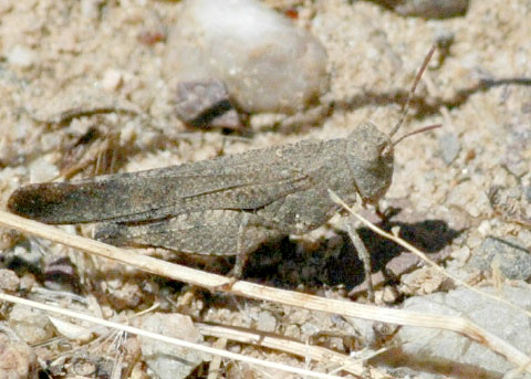 Banded Winged Grasshopper Lactista Gibbosus